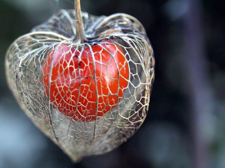 Physalis: Pestovanie, druhy a liečivé účinky | Štýlové Bývanie