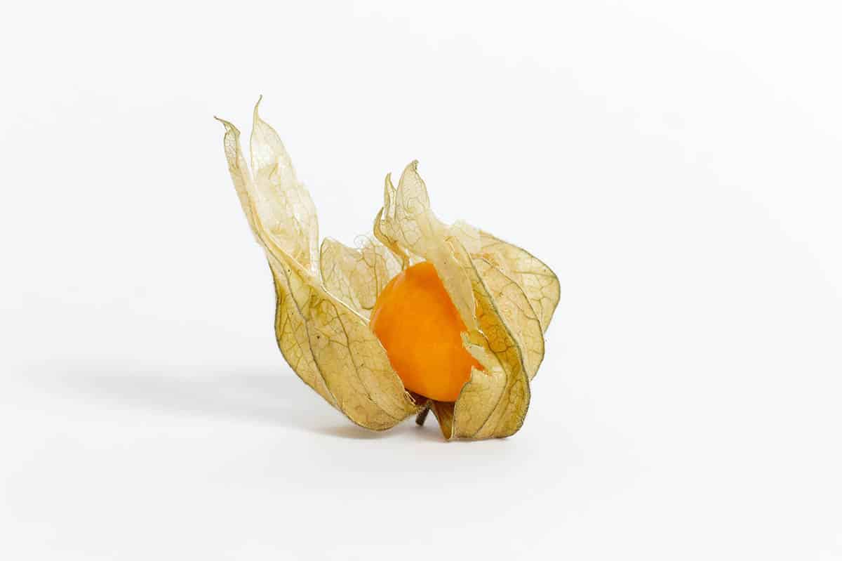 Physalis: Pestovanie, druhy a liečivé účinky | Štýlové Bývanie